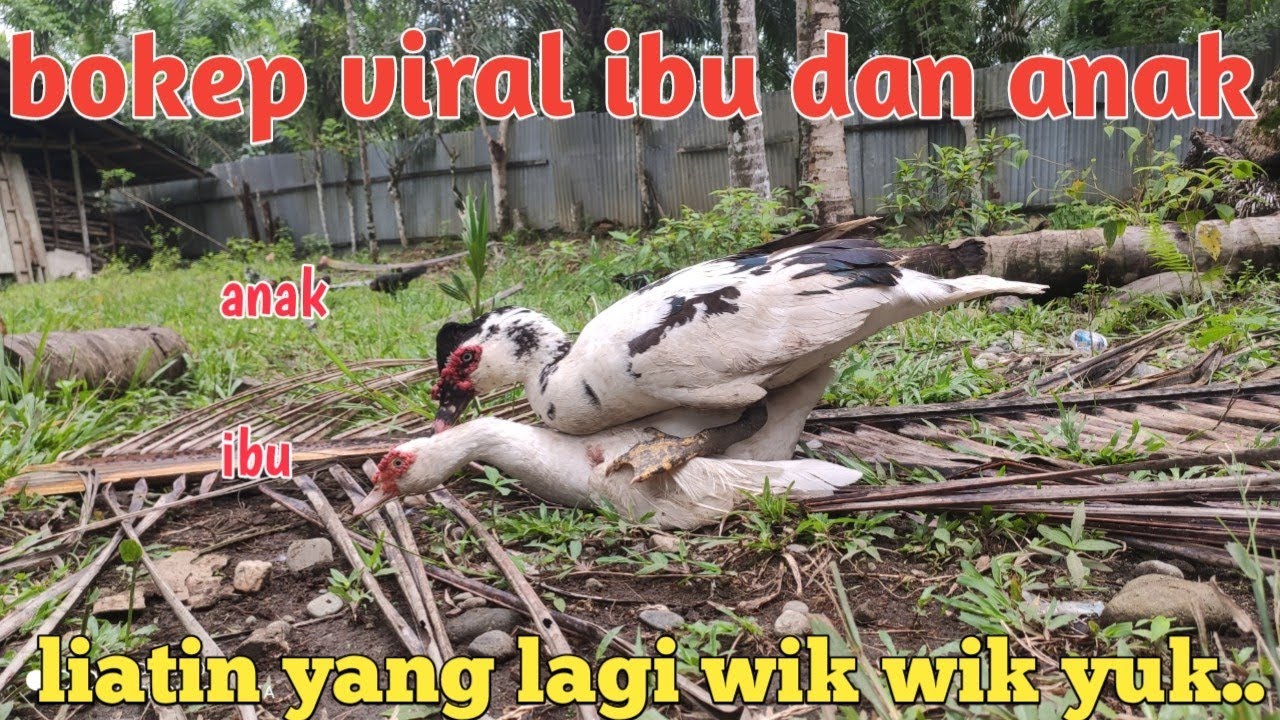 Proses Perkawinan Bebek Entok Youtube