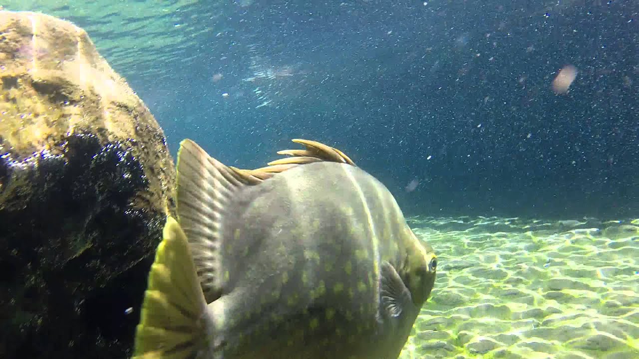 Swimming with the fish at the Marriott on the Gold Coast - YouTube