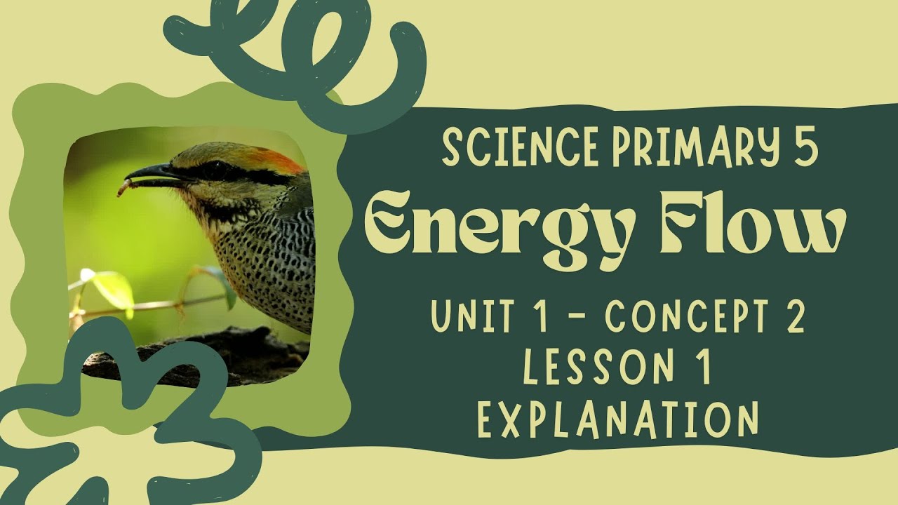 Science - Primary 5 - Unit 1 - Concept 2 - Lesson 1 - Energy flow ...