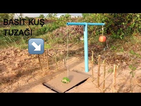 Easy Bird Trap / Basit Kuş Yakalama Tuzağı Nasıl Yapılır İzleyin