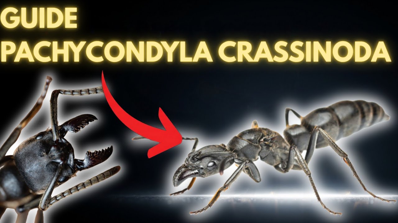 How to Care for PACHYCONDYLA CRASSINODA in Captivity ? (Full Guide ...