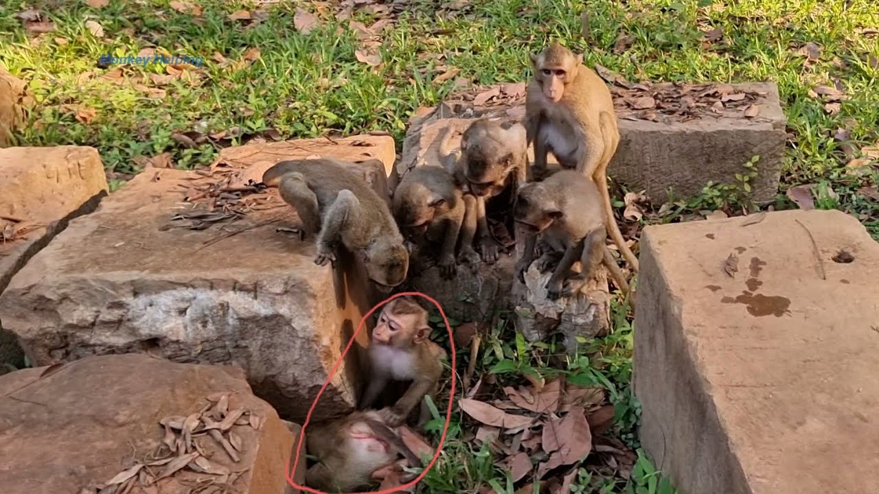Poor two monkeys pigtail released at area Moha Nokor troop, I rescued ...
