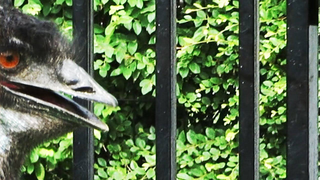 World's 2nd biggest bird, poo & pecking (With subs) - YouTube