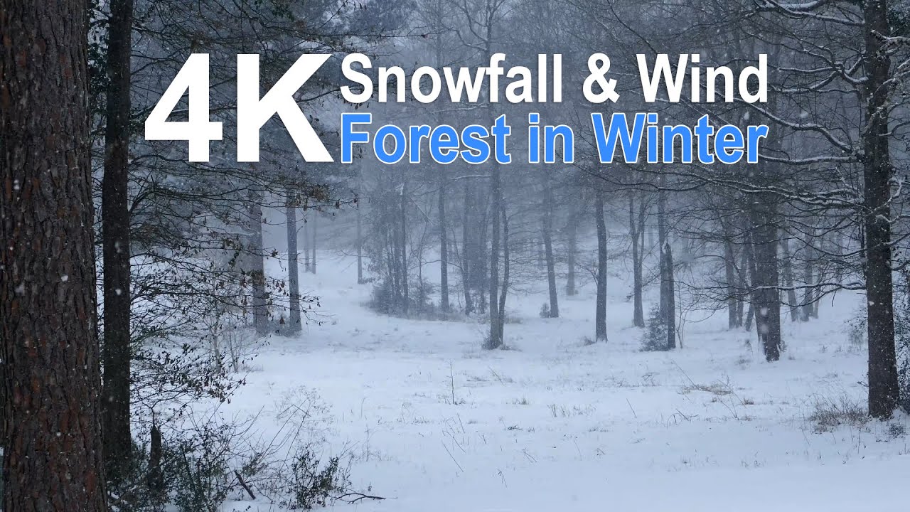 Snowfall and Wind in the Forest in Winter, Nature Sounds - YouTube