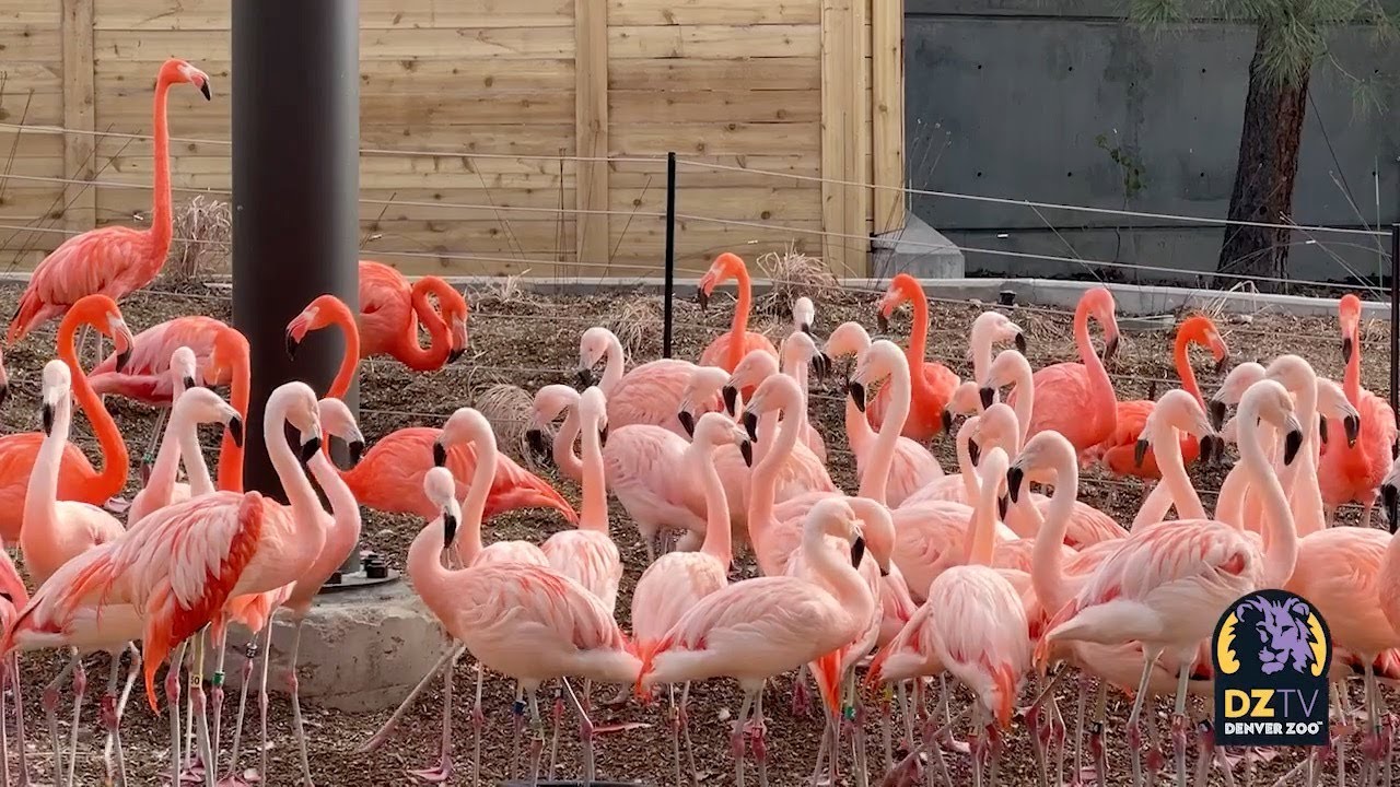 Our New Flamingo Habitat is NOW OPEN! 🦩 - YouTube