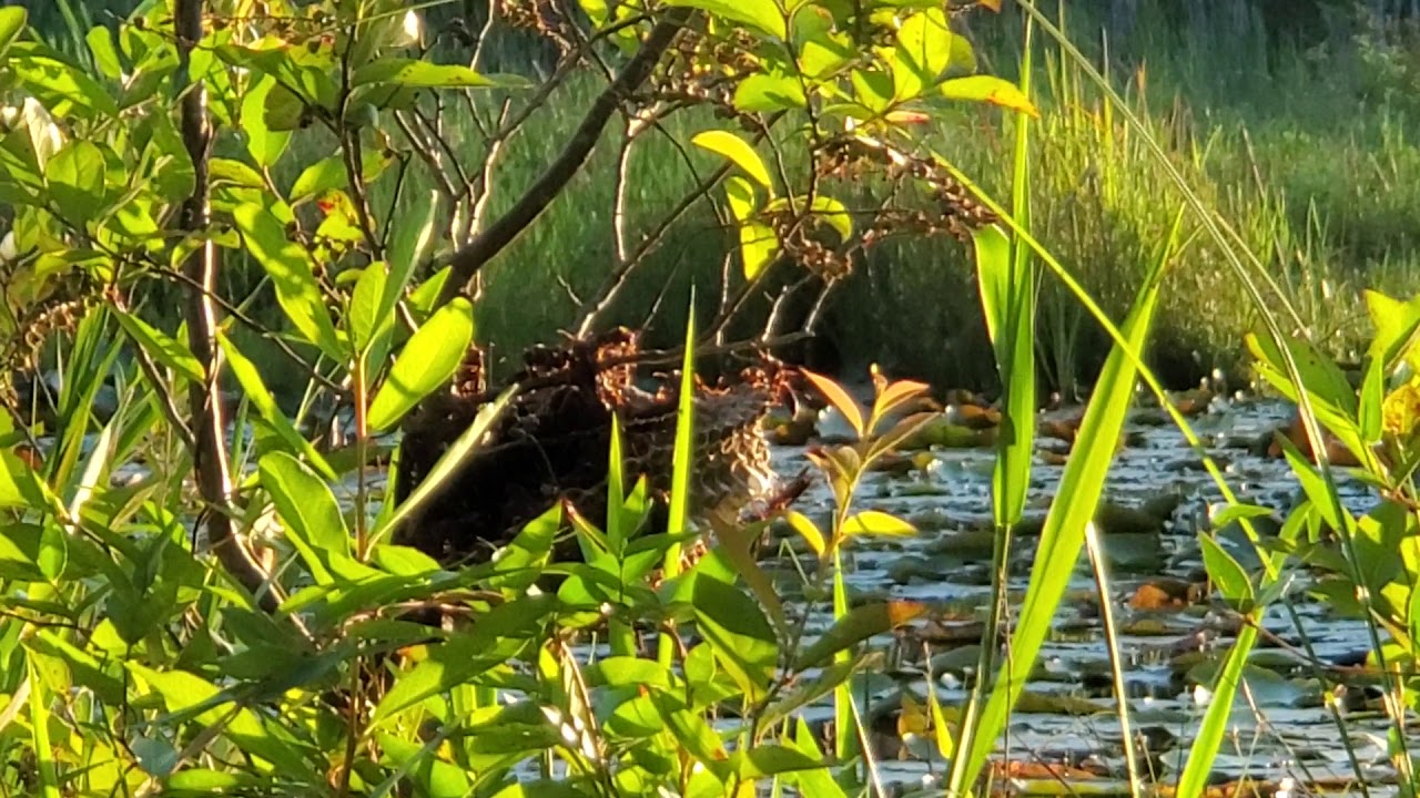 Wasps in a bush near the put-in at the pond @ OPF 2020-06-14 - YouTube