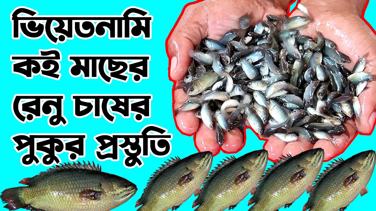 ভিয়েতনামি কই মাছের পোনা। যোগাযোগঃ 01712-643351. Vietnamese Climbing ...