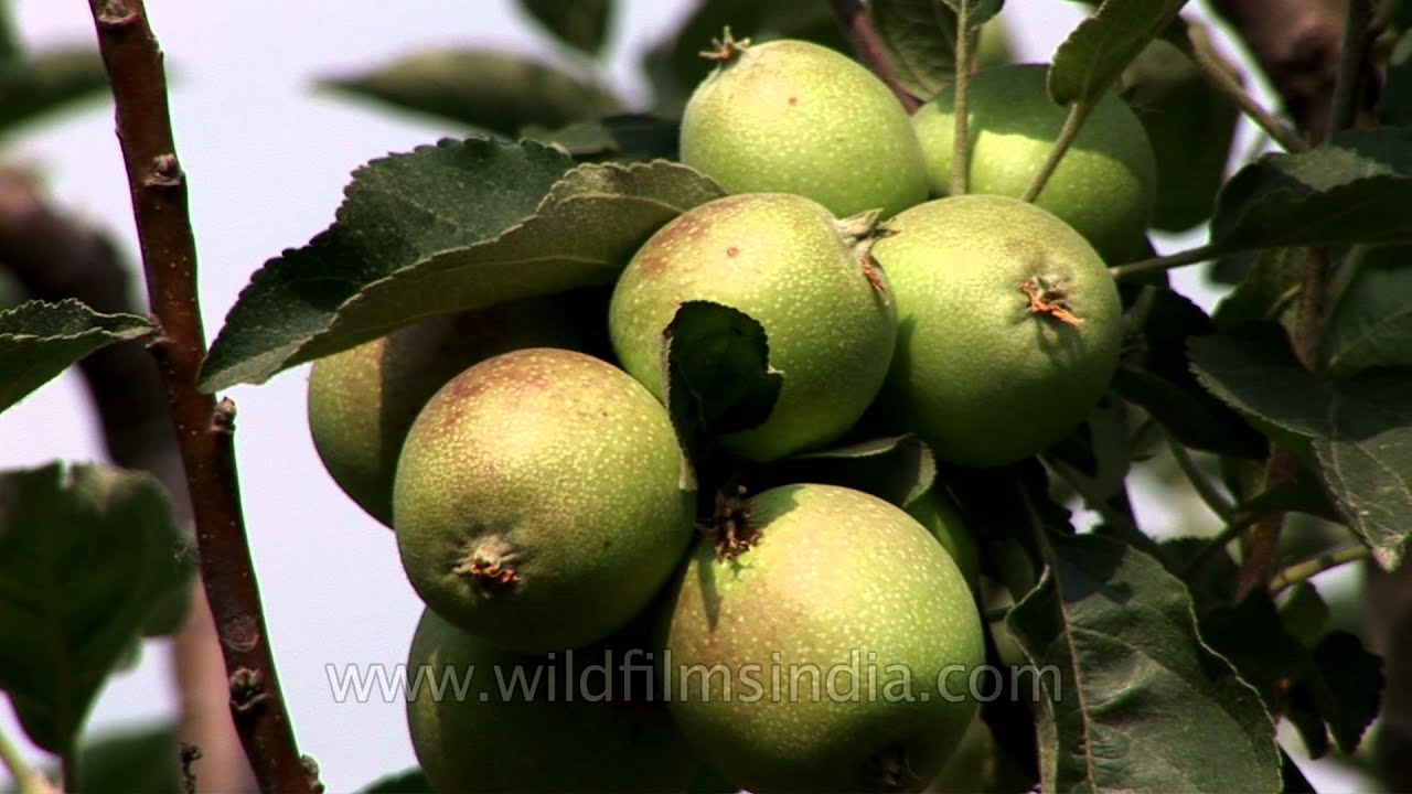 Cluster of green apples growing in Uttarakhand orchard - YouTube