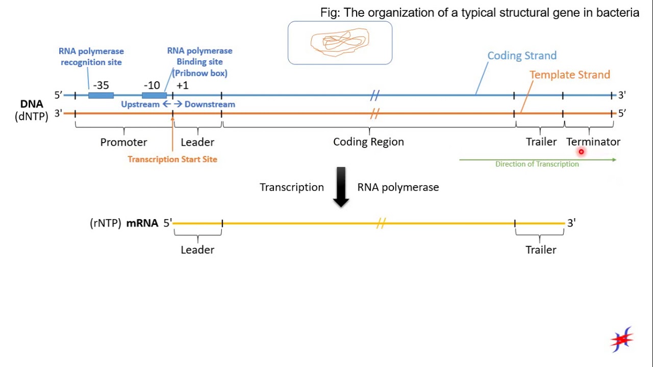 Molecular Biology - Structure of a typical bacterial gene - YouTube