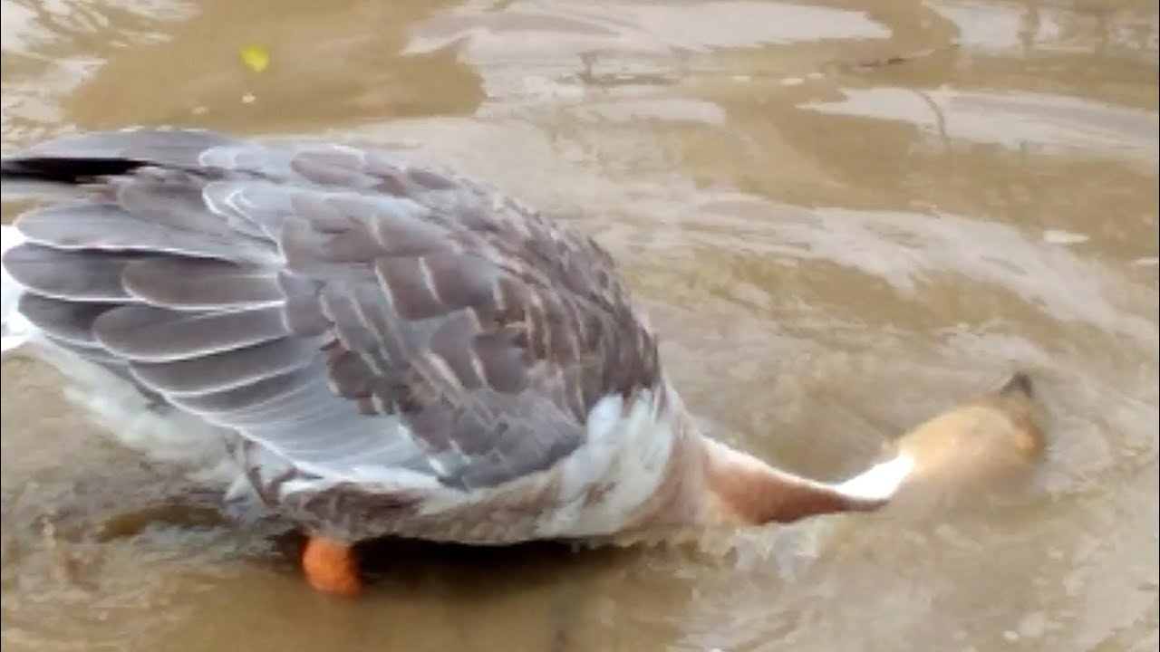 #Animal Earth# Swans bath | how to swan bath || - YouTube