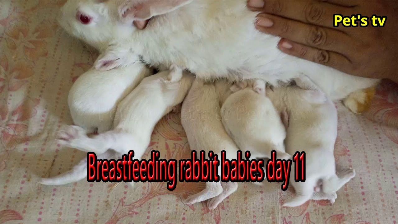 Breastfeeding rabbit babies day 11 | Pets tv - YouTube