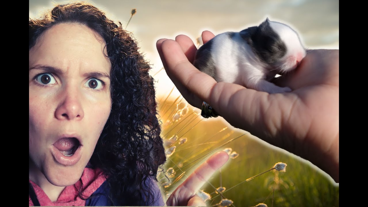 How do you BREED rabbits? ║ How to Raise MEAT RABBITS (Part 4/8) - YouTube