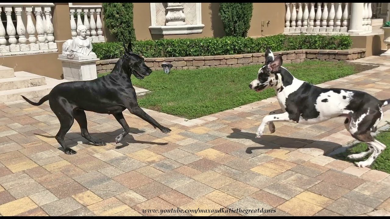 Happy Great Danes Enjoy Their Sunday Newspaper Fun Run - YouTube