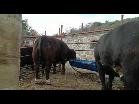 Toros de engorda listos para la venta,calidad de carne 🥩 - YouTube