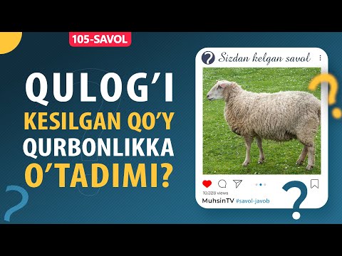 105-savol: Qulogʼi kesilgan qoʼy qurbonlikka oʼtadimi?