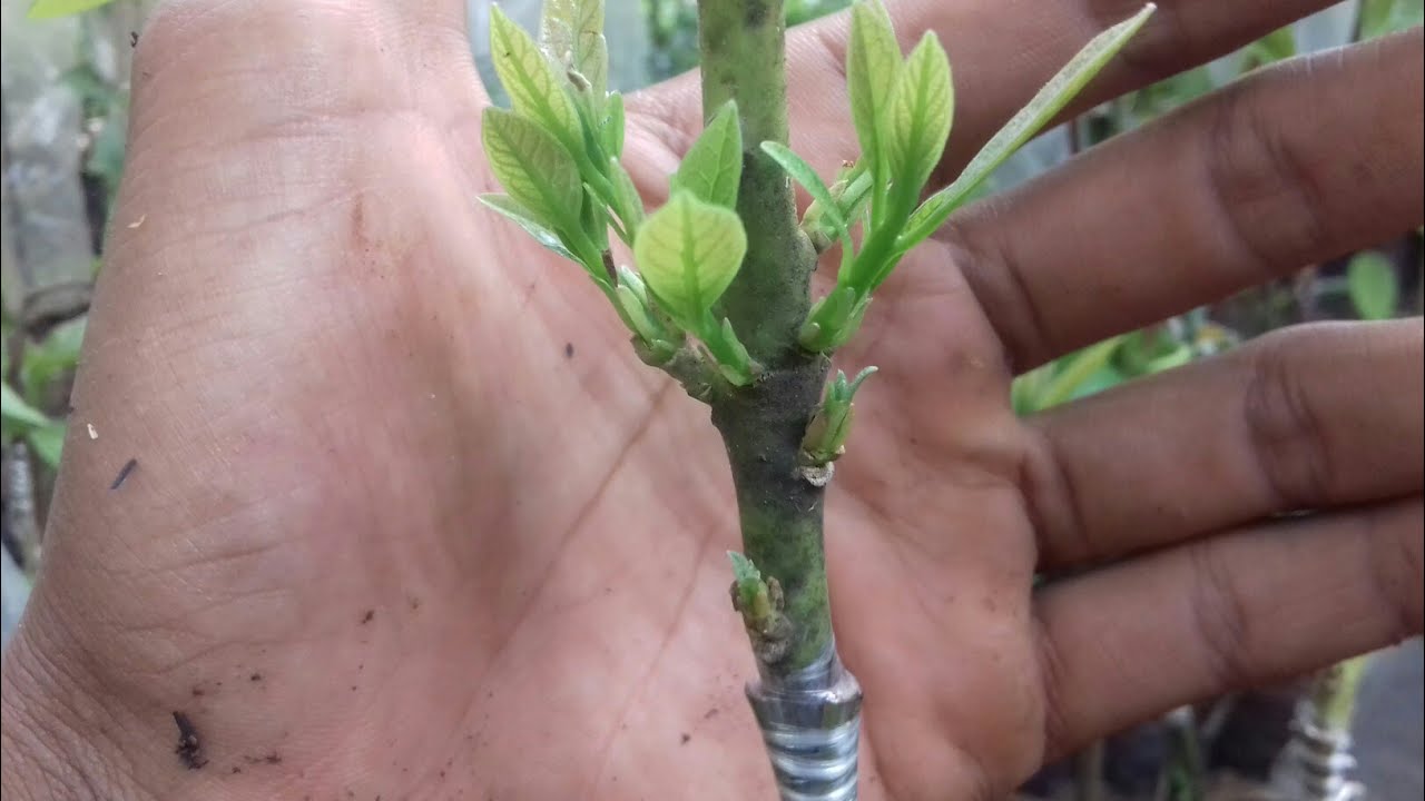 Cara supaya sambung pucuk berhasil - YouTube