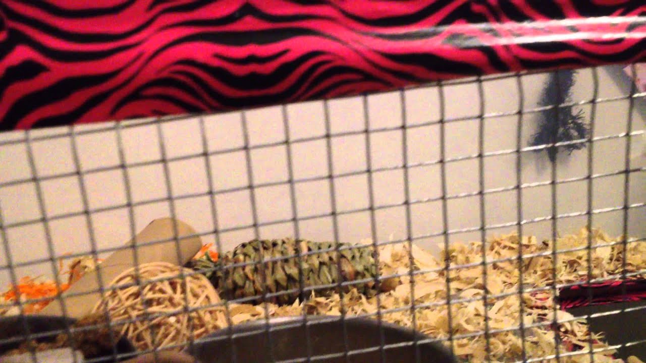 Dec rat cage tour - YouTube