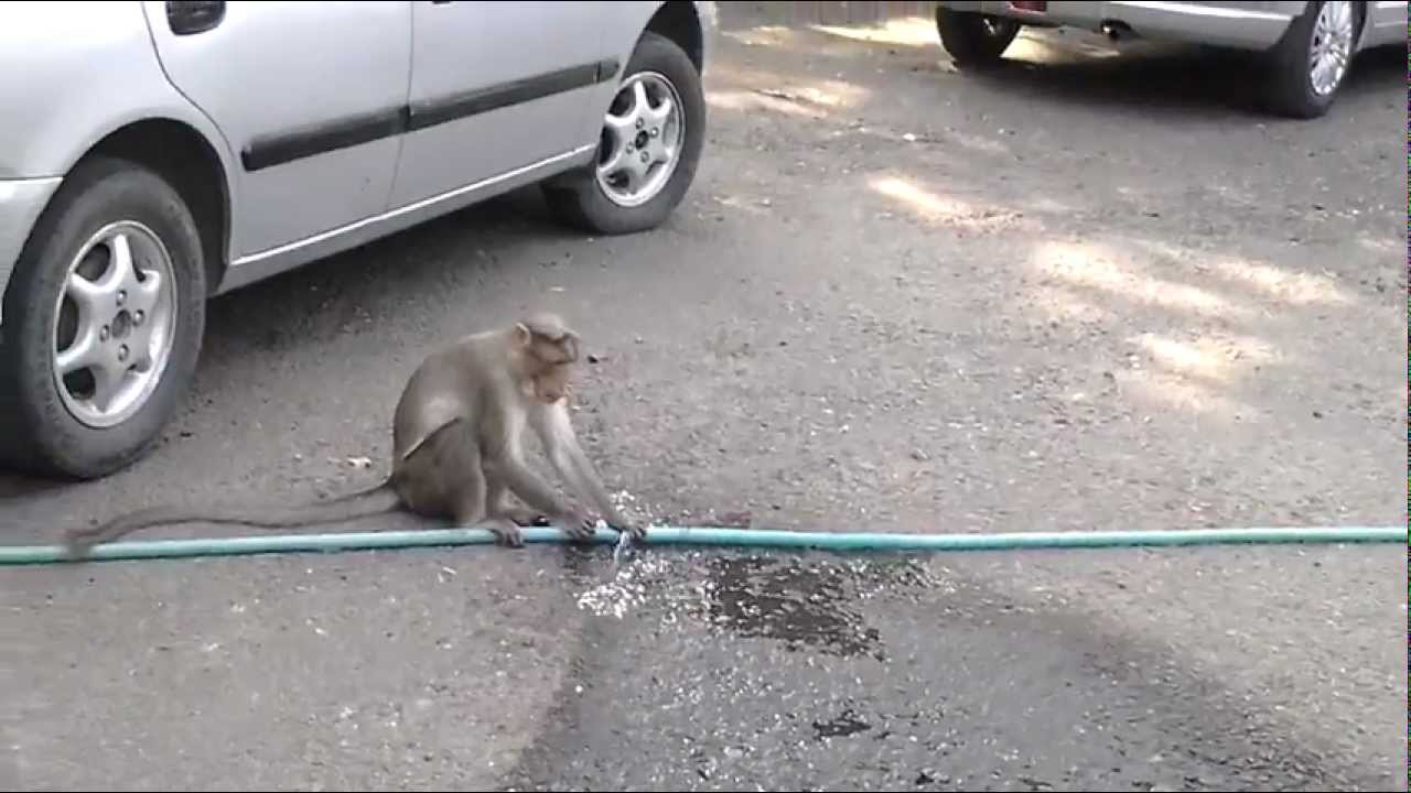 Monkeys are nearly as smart as us.Real video capture from Thekkadi ...