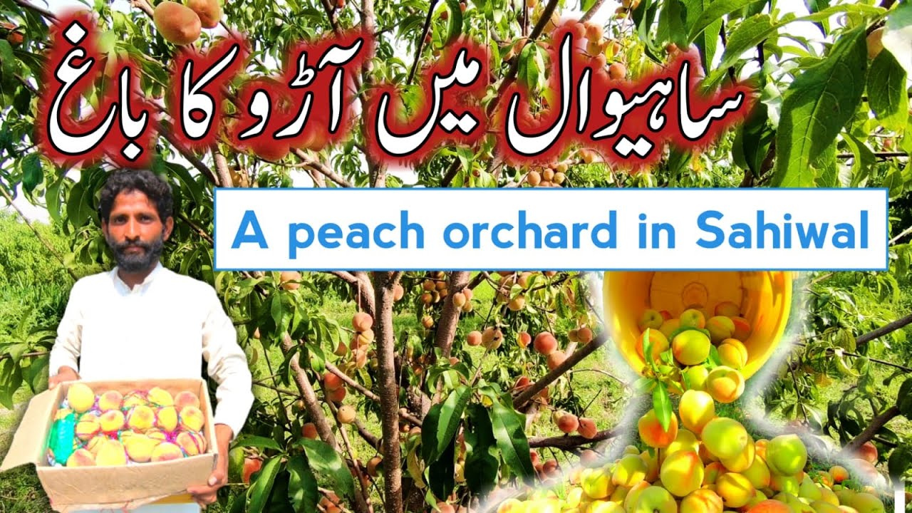 Peach Farming in pakistan Sahiwal | Aadu ka Baag Sahiwal | peach - YouTube