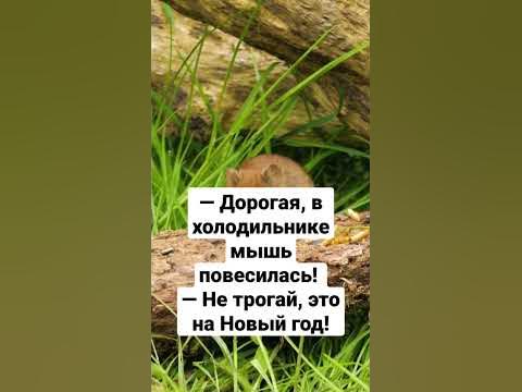 в холодильнике мышь повесилась! #анекдоты #шутки #юмор #fyp #тренды ...