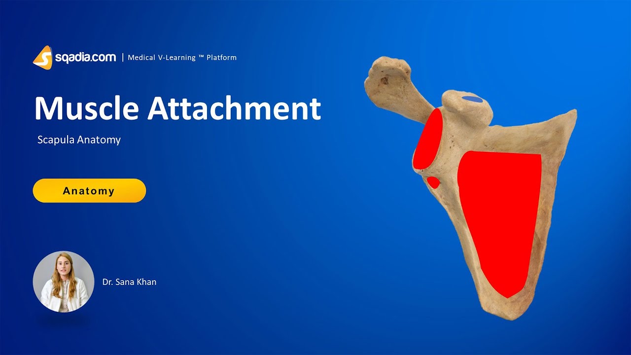 Scapula Anatomy | Muscle Attachment | Upper Limb Bones | V-Learning ...