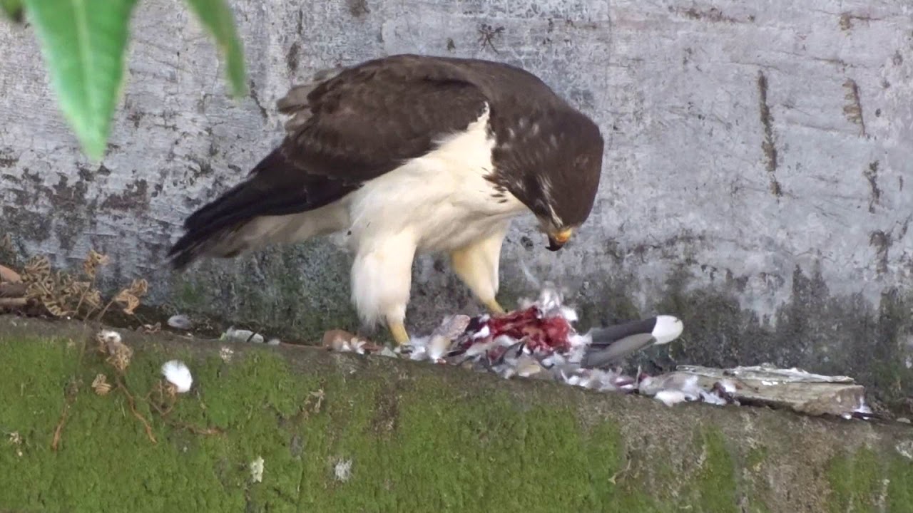 Gavilán Colicorto Costa Rica Primera parte - YouTube