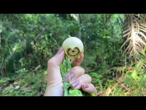 Main dihutan mencari sayur