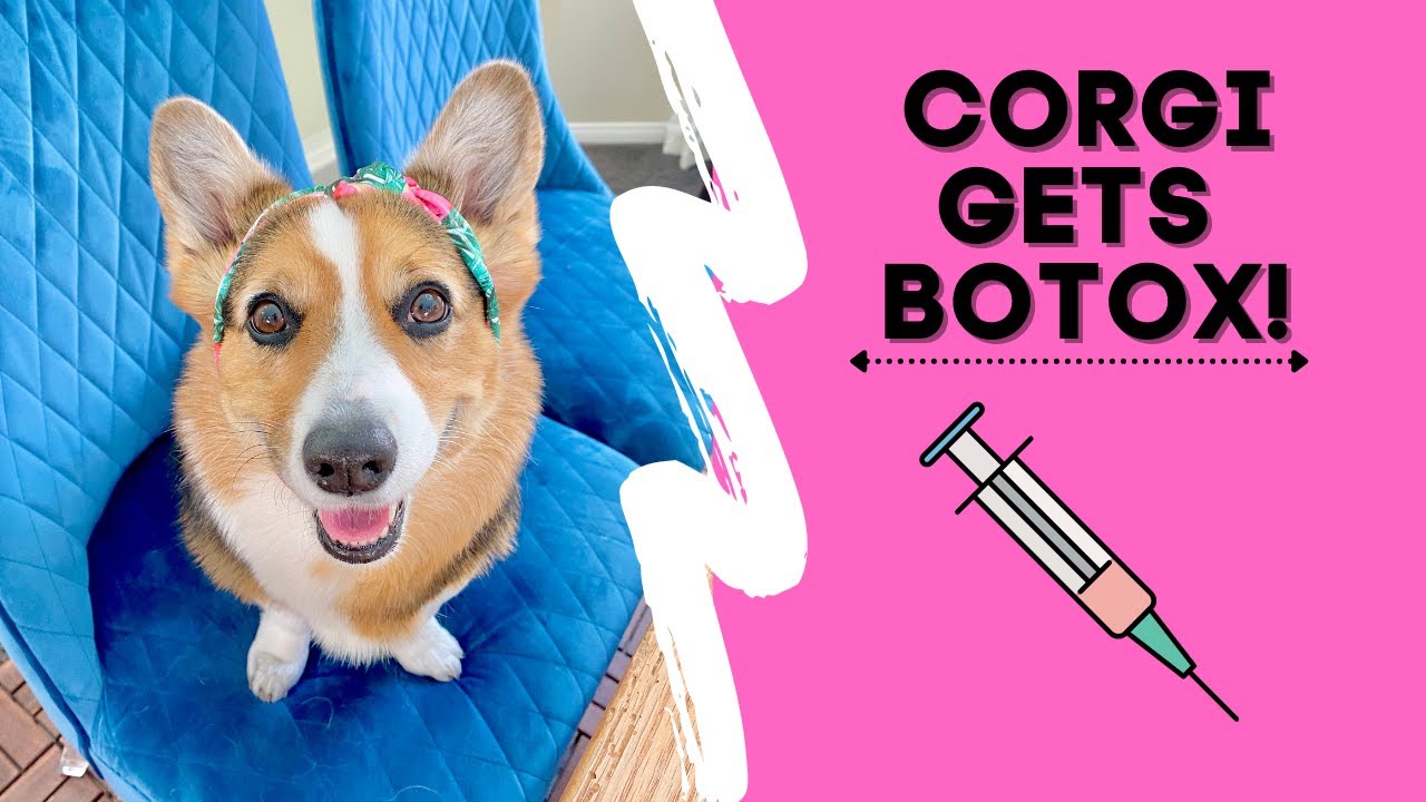 Dog gets BOTOX! #shorts #corgi - YouTube