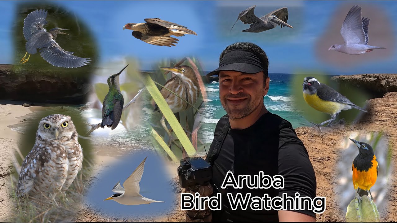 Aruba Birdwatching, Birding, Bubali Bird Sanctuary June 2023, Canon 90D ...