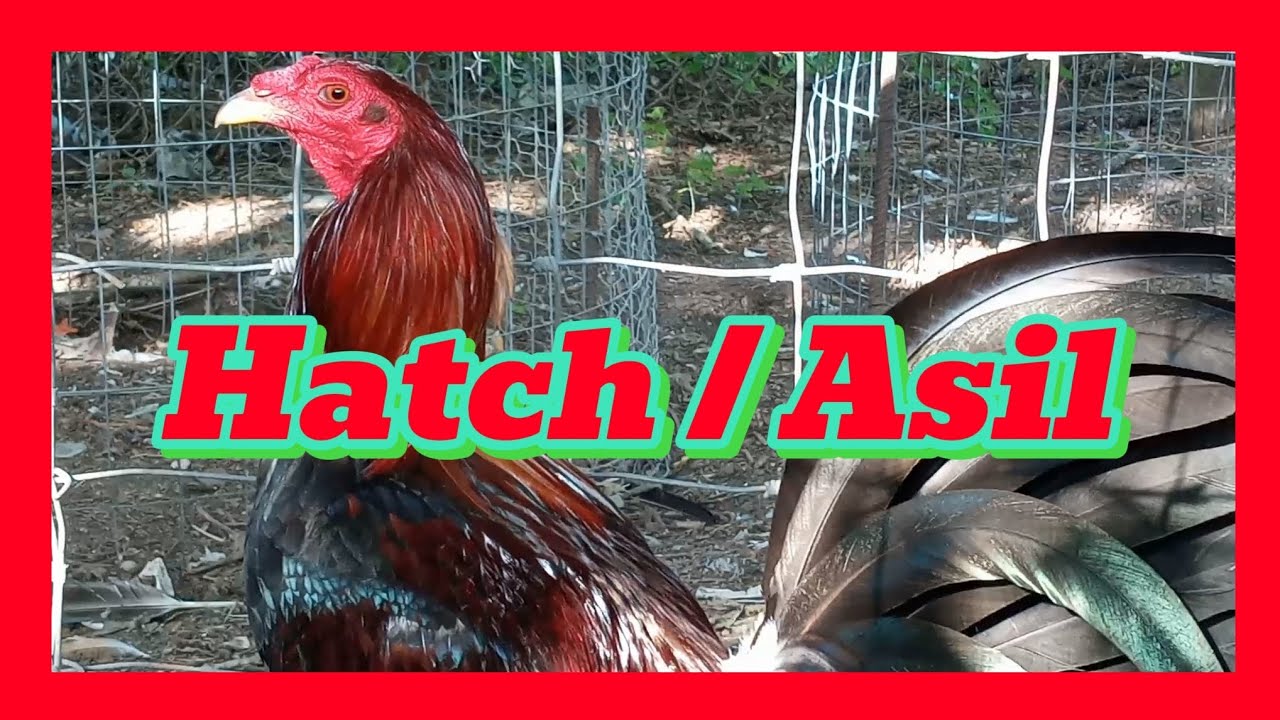 Gallo Hatch- Gallo Asil- Gallo Fino- Gallo Primer Nivel- El Huizache ...