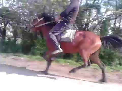 Keher (TerTer) Gonderdi Atbaz Azad