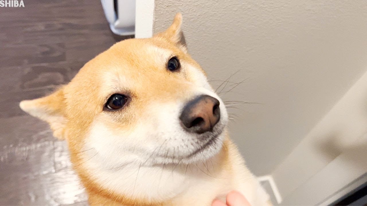 4 Unique Things About Living with a Shiba Inu - YouTube