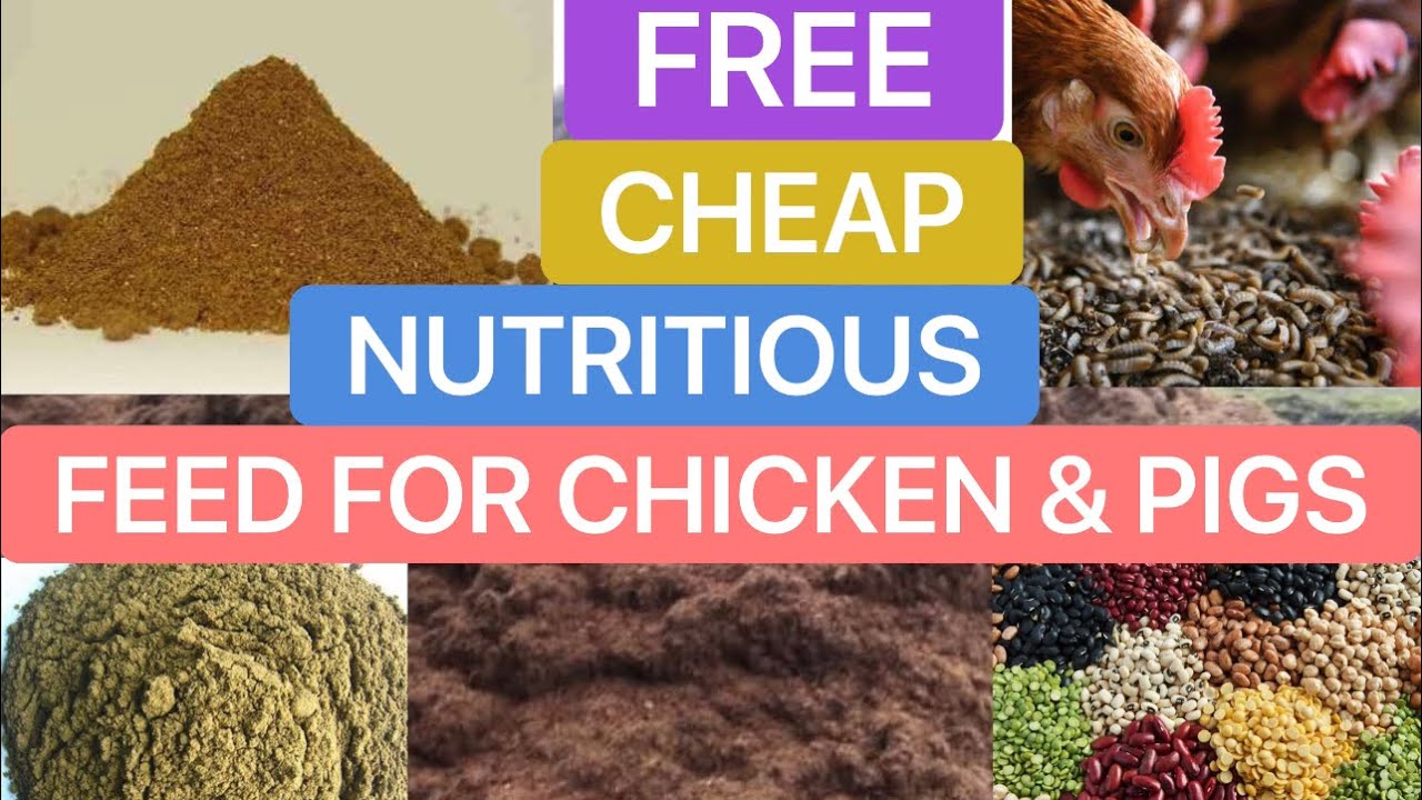 5 FREE or CHEAP SOYBEAN (Protein) Alternative FEED for your CHICKEN ...
