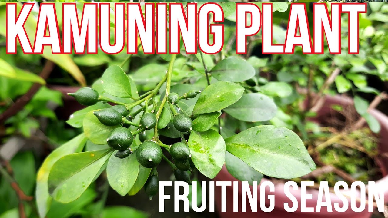 Kamuning Plant (Murraya paniculata)Fruiting Season Update - YouTube
