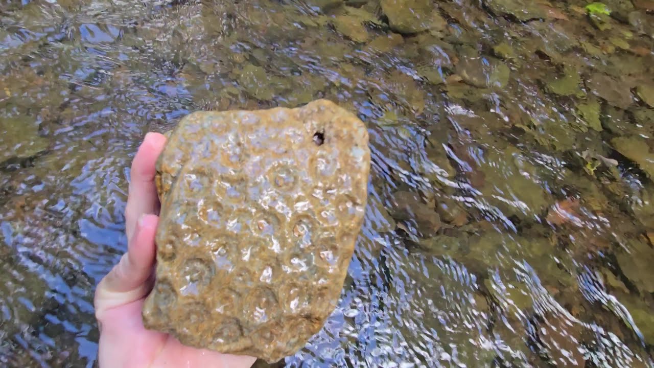 Fossils In The Field - August 19th 2024 - YouTube