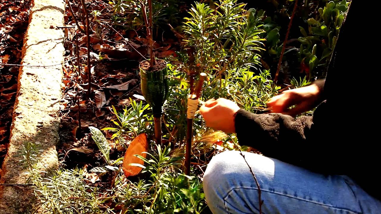 Peach tree grafting - YouTube