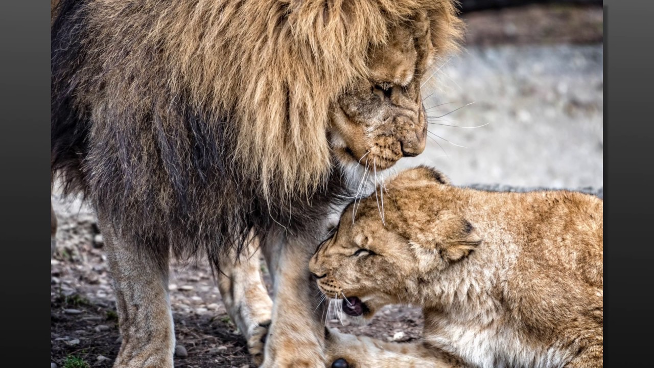 Zoo Animal Pictures Slideshow at Yvette Seo blog