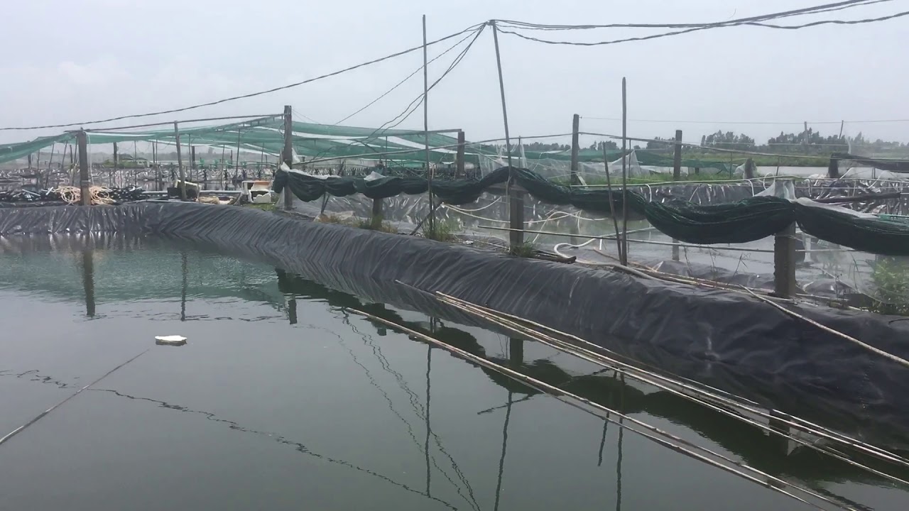 Prepare super intensive shrimp farming-nuôi tôm thẻ mật độ cao - YouTube