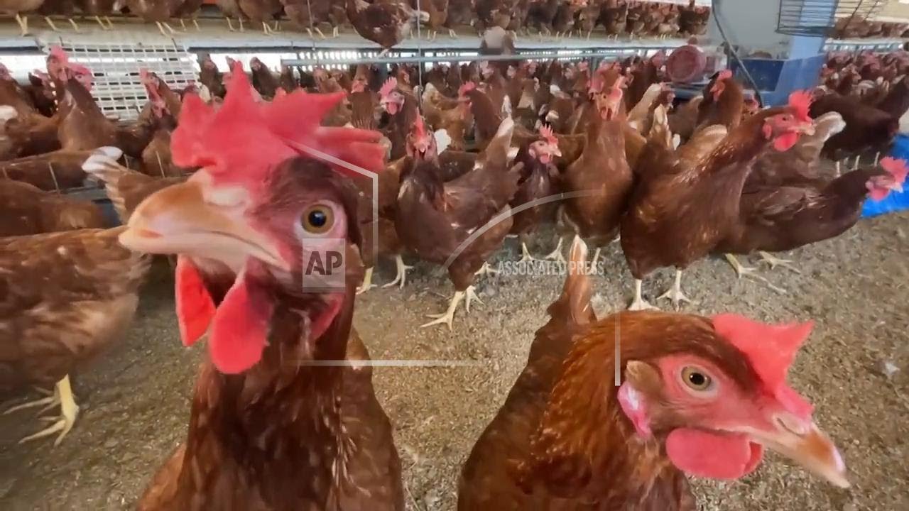 Ballot measure takes aim at large-scale animal farms in California ...