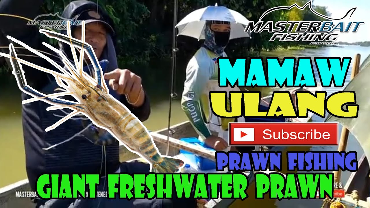 MAMAW ULANG | PRAWN FISHING | GIANT FRESHWATER PRAWN FISHING ...