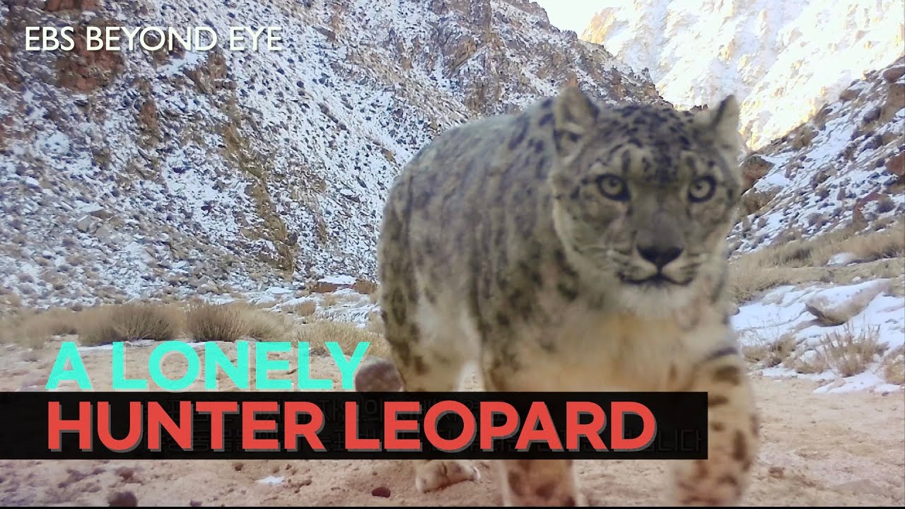 A Lonely Hunter: Snow Leopard | EBS Nature Documentary | EBS Docuprime ...