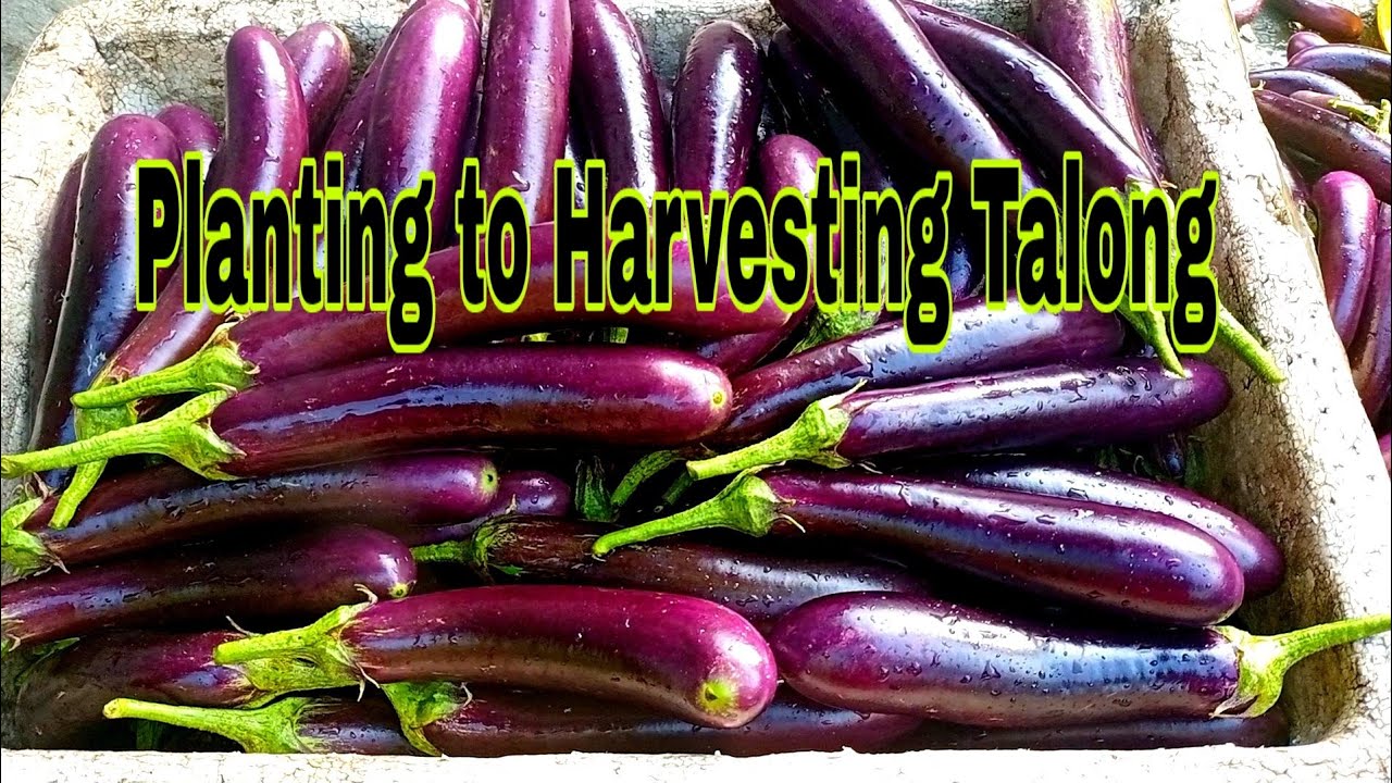 HOW TO GROW TALONG FROM SEEDS TO HARVEST. - YouTube