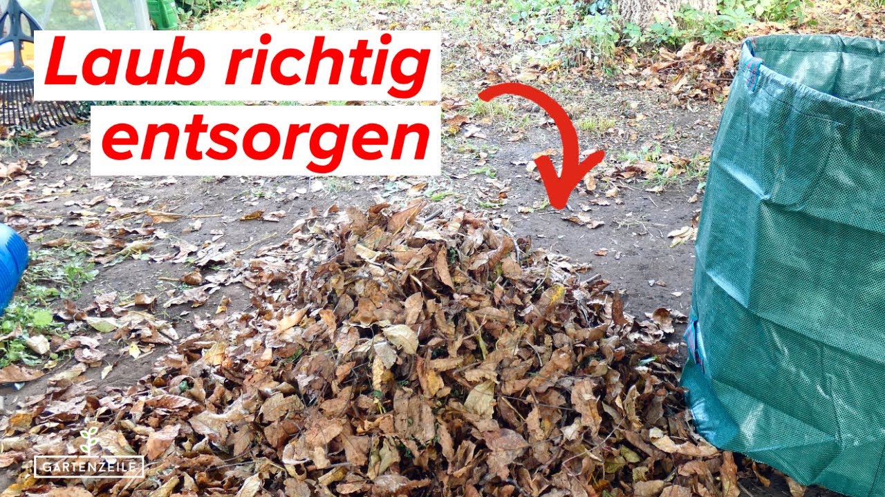 Wohin mit dem Laub - So entsorgst du es richtig! - YouTube