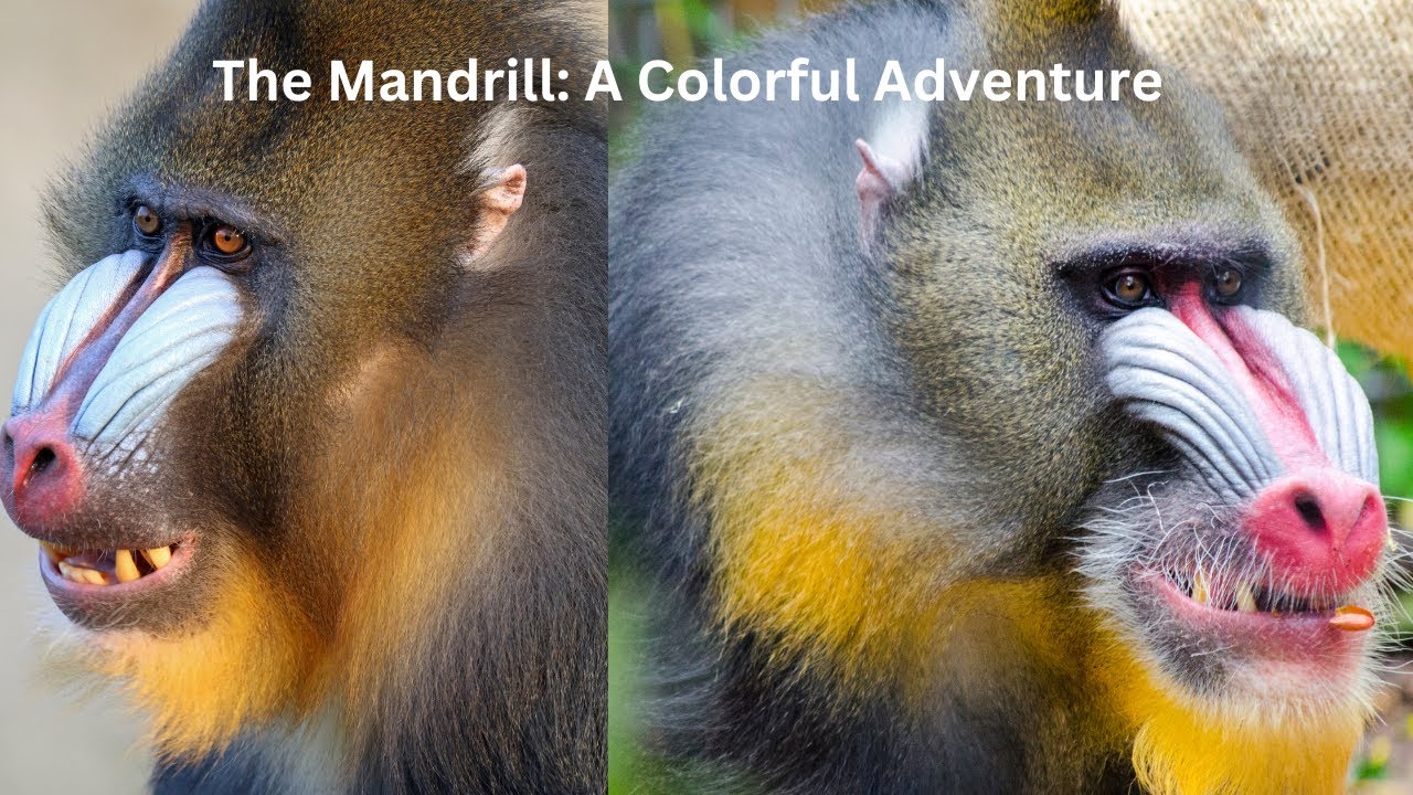 The Mandrill A Colourful Adventure - YouTube