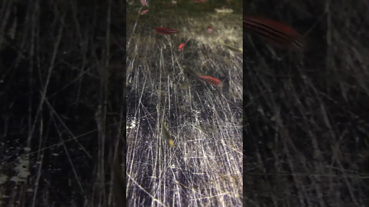 Cosmic Blue & Striped Red Danio GloFish - YouTube