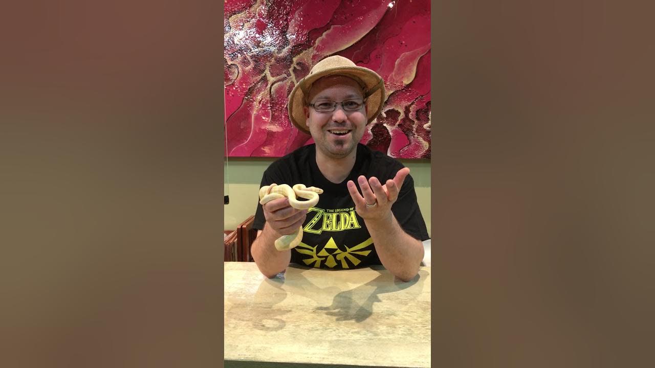 Morsure de python tapis albinos. - YouTube