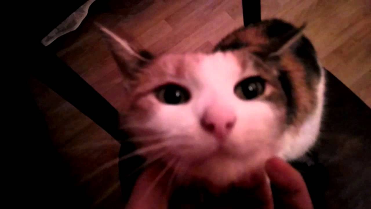 THE REVEALING OF EMIL CAT - YouTube