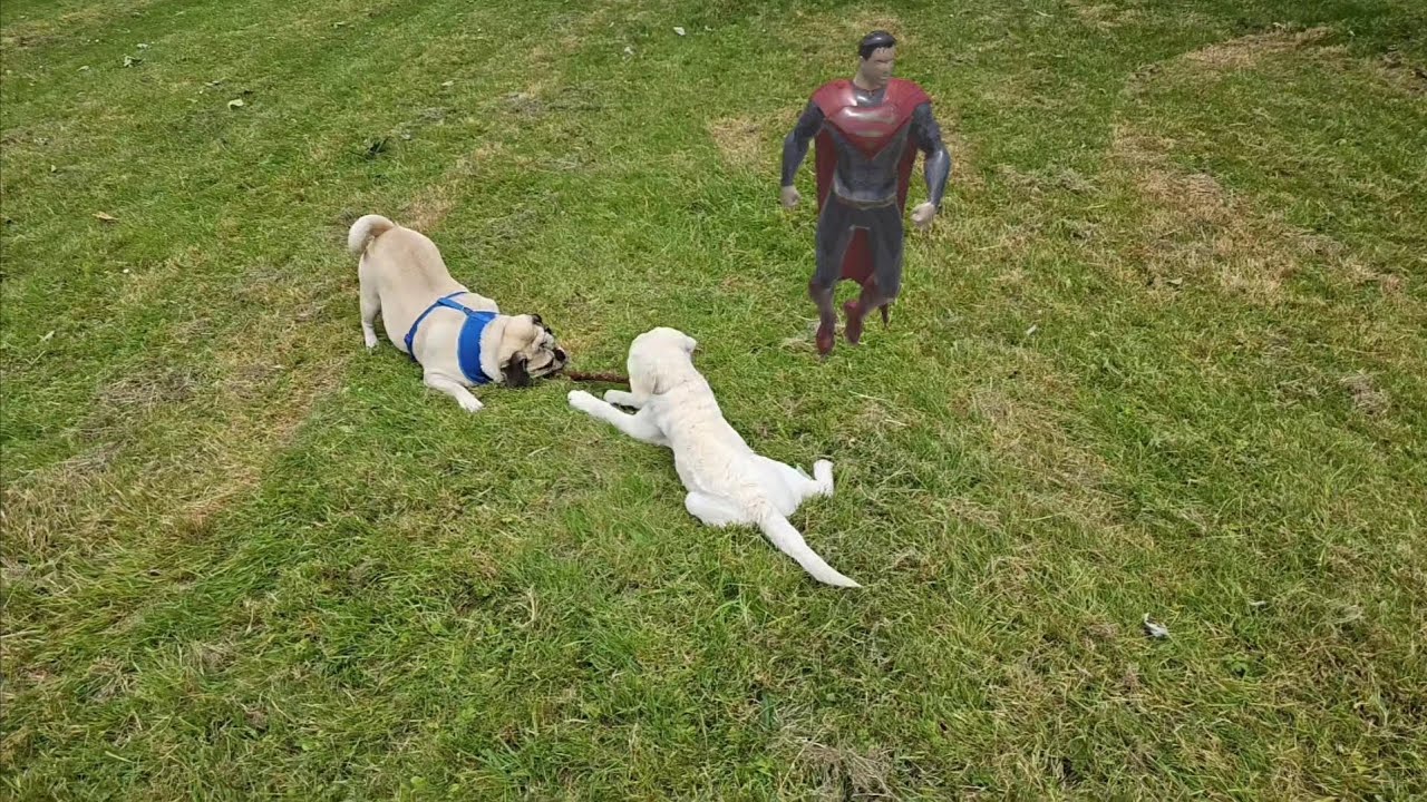 Labrador puppy, Penny first time off the dog Lead playing with Kingsley ...