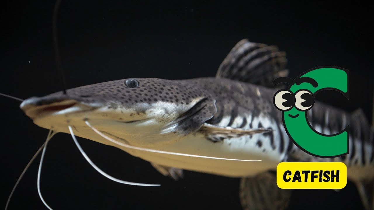 ABC Animal Song for Kids | Fun Learning A to Z with Animals | UZR ...