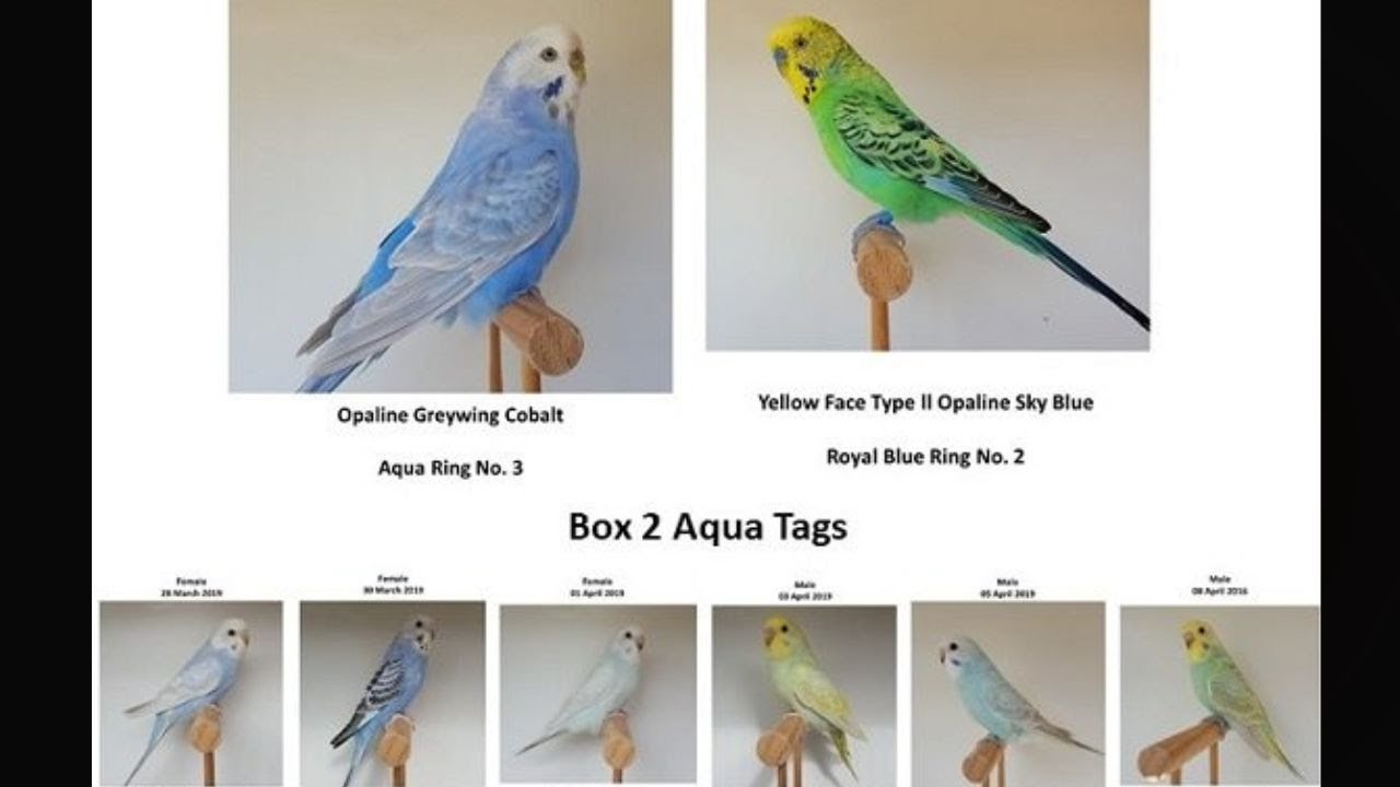 6🦜 Rare Budgie Mutations 🦜 An Intriguing - YouTube